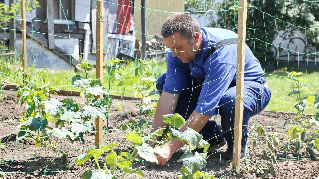 Fedél nélkül élők gondozzák a kertet