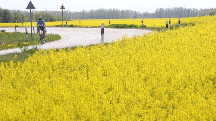 TEOL - Csalogatja a méheket a sárga repcevirág