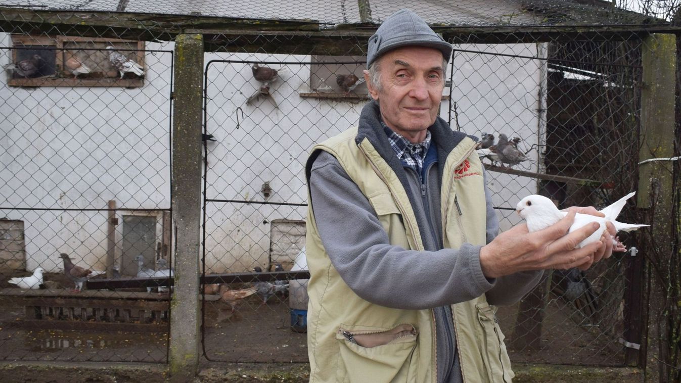 Az ötvenes évek elején gyanús volt, aki postagalambot tartott