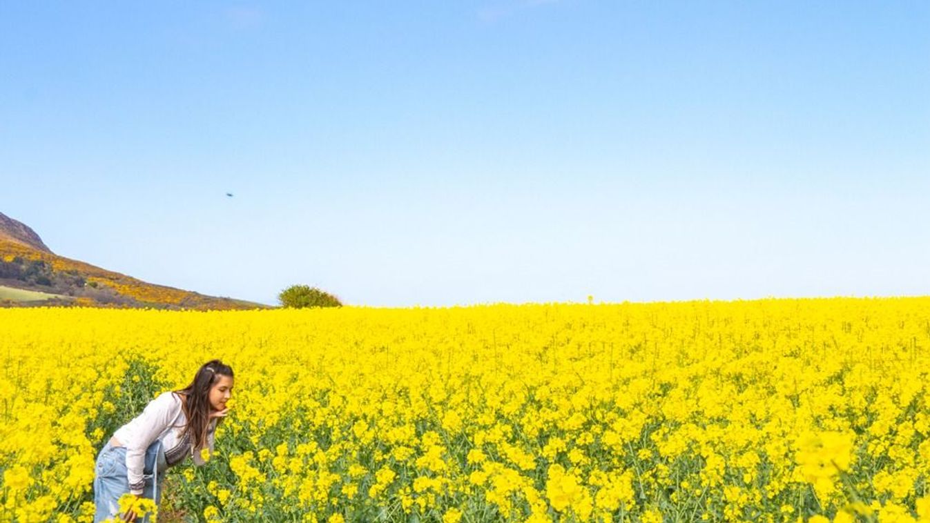 Kitart a repce virágzása az akácig, akár még nagyon jó mézelő szezon is ...