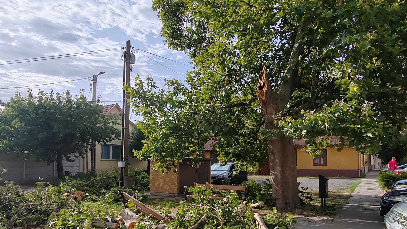 Letörte a szél egy közel százharminc éves platánfa ágát Bátaszéken