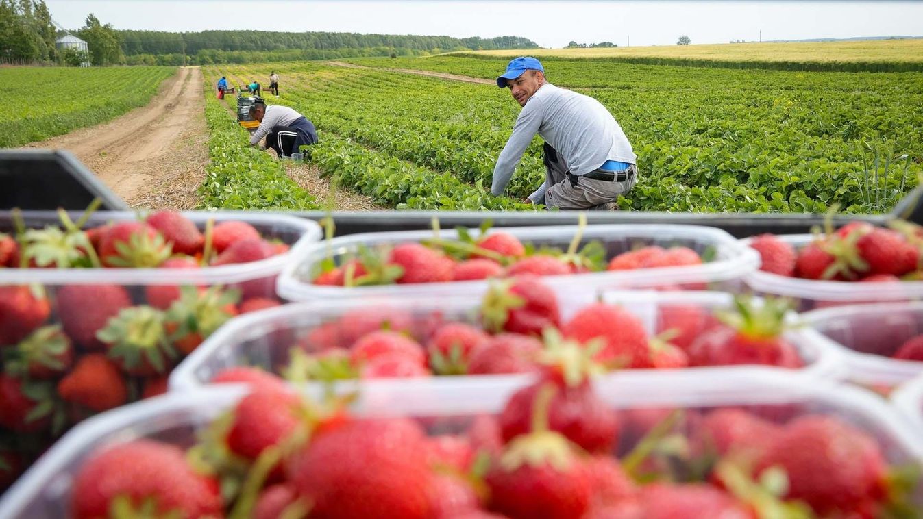 Leérik a szabadföldi eper is, most kell lekvárt készíteni!
