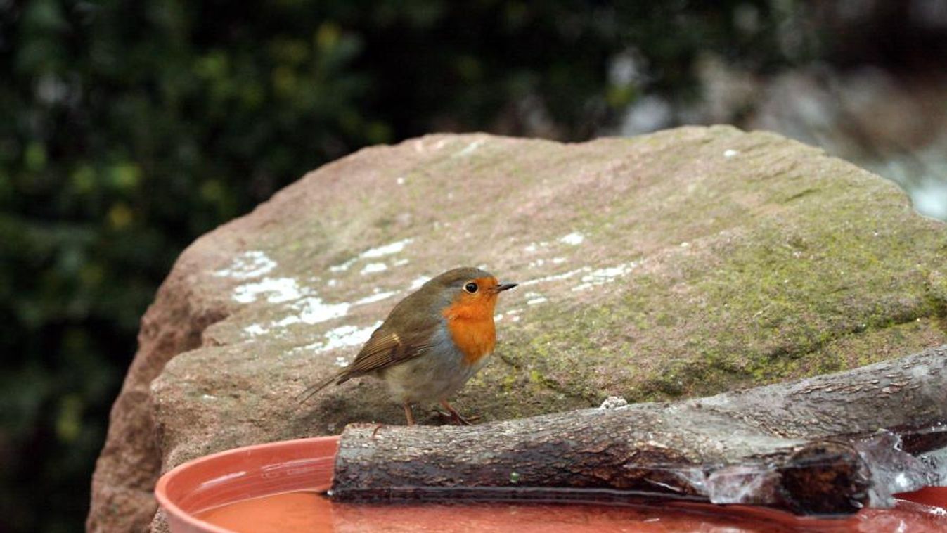 TEOL - Életmentő lehet a madaraknak az itató