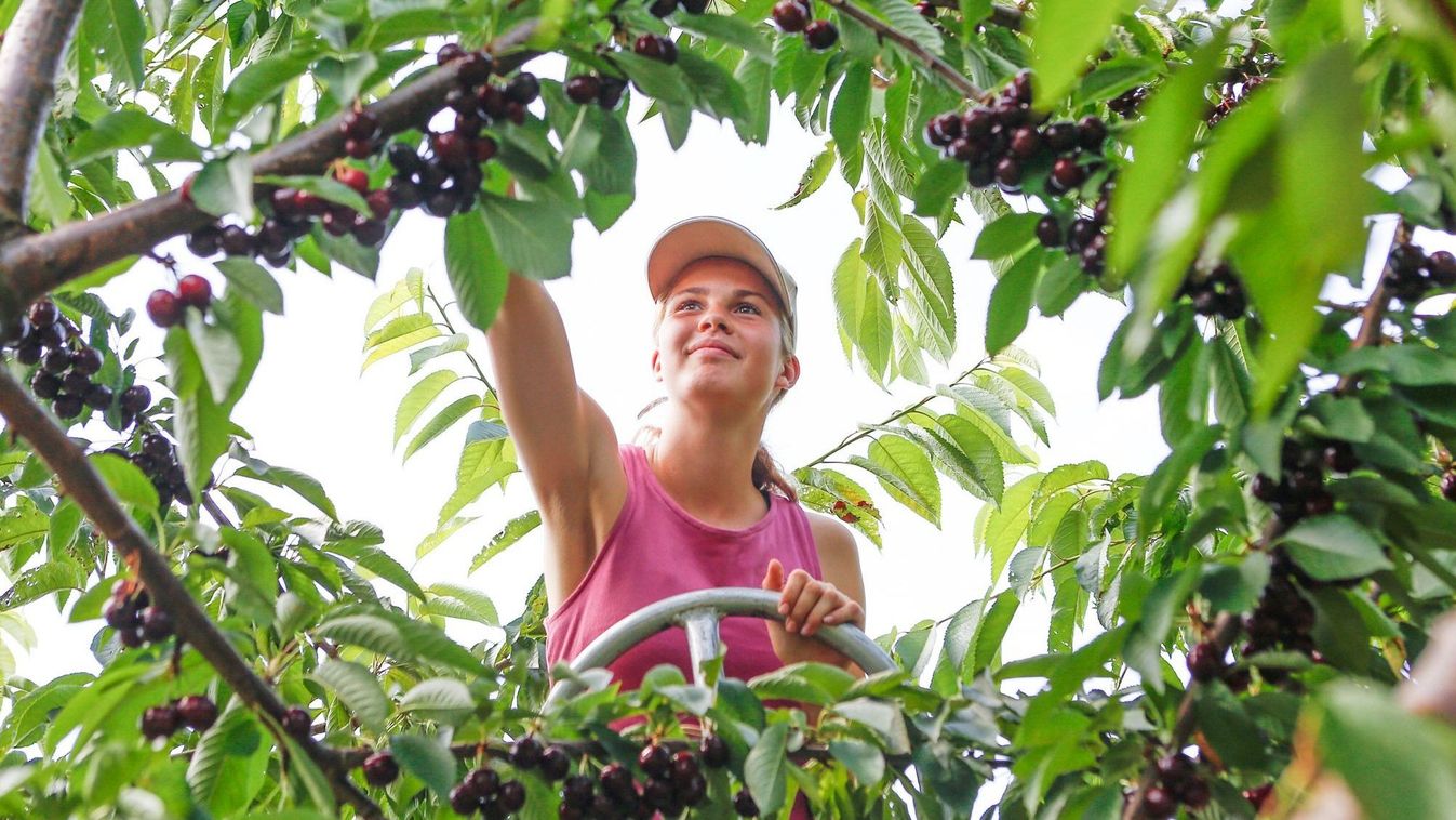 Egy meggyfa képes megváltoztatni a világot?