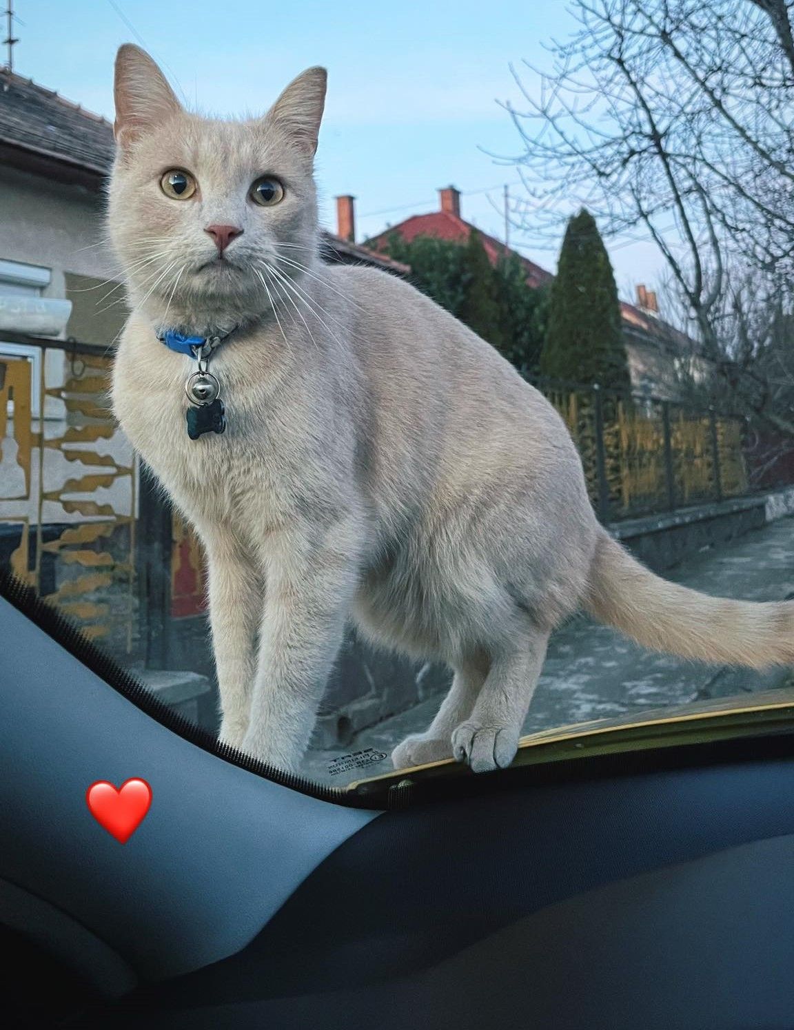 Eltűnt a cica Hőgyészről: 50 ezer forint jutalom