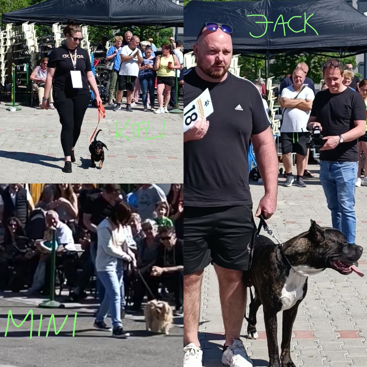 Városi retro majális: Kifli, Jack, Mini kutyák a legszebbek
