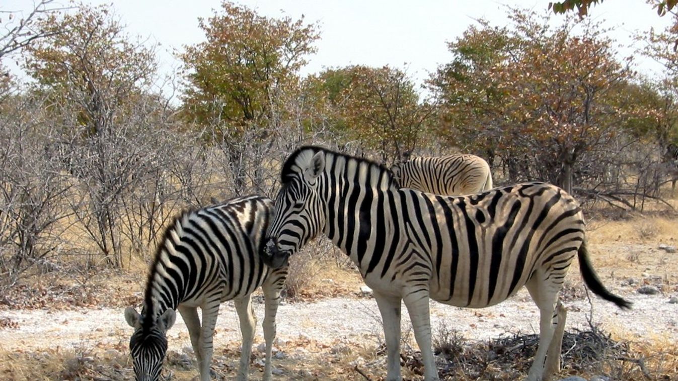 Okos zebra, képes repülni szárnyak nélkül