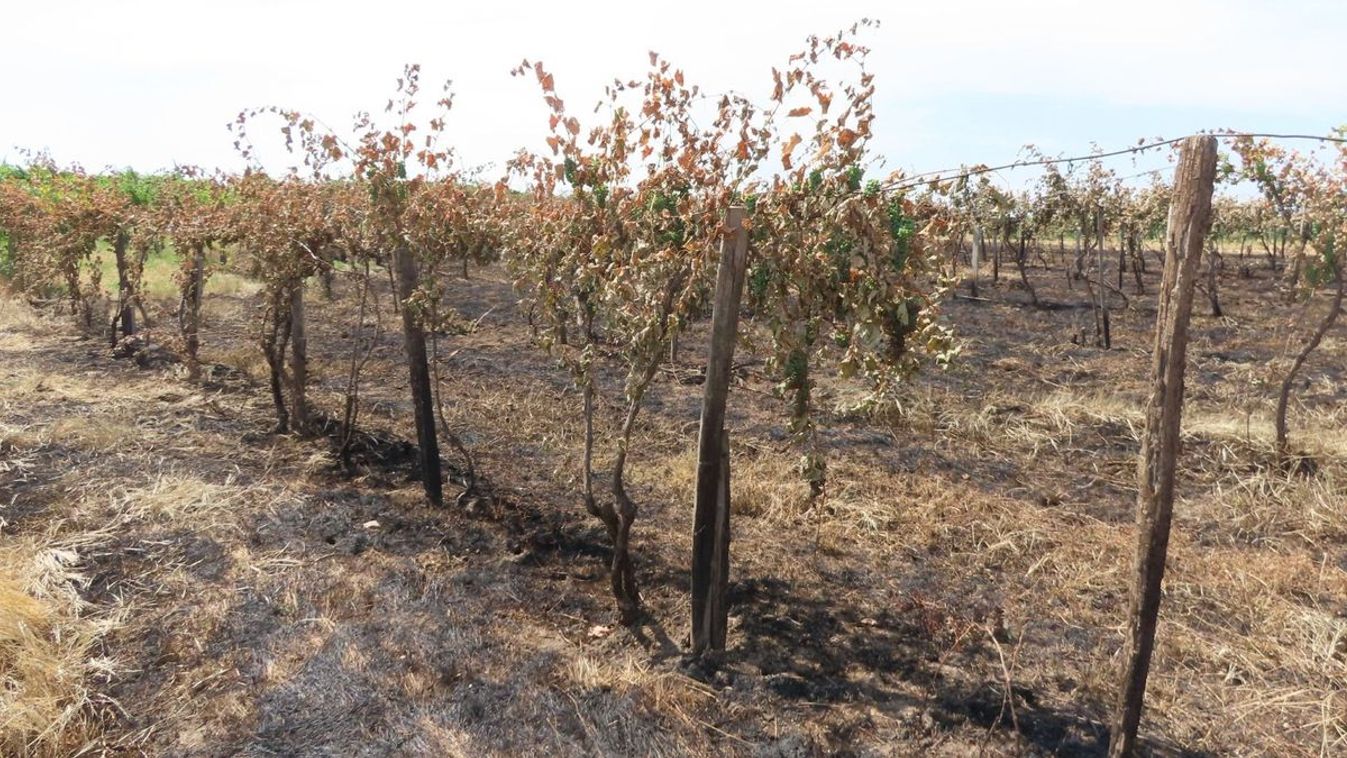Tűzvész pusztított a szőlőben, porig égett az ültetvény