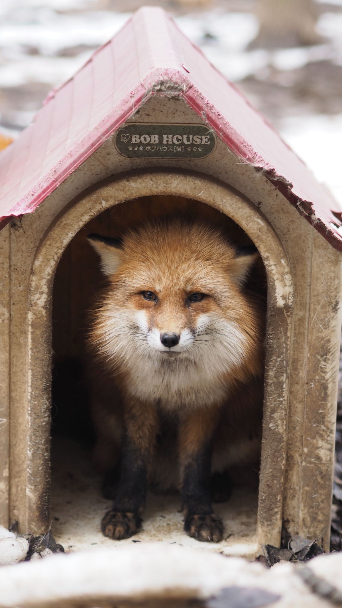 vadak és az ember kapcsolatának jövője