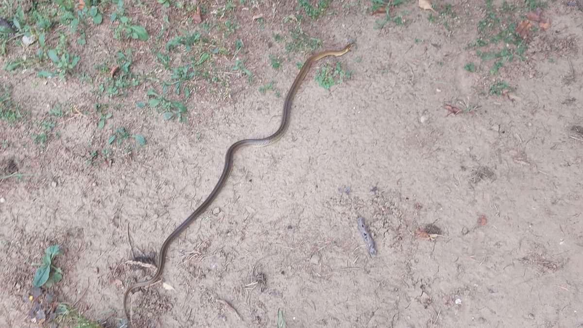 Kígyó a kertben: ijesztő betolakodó lepte meg a szekszárdi férfit ...