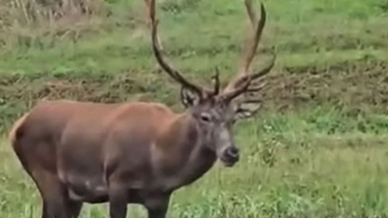 Rudolf a szarvas eltűnt. Nem tudni mi történt vele