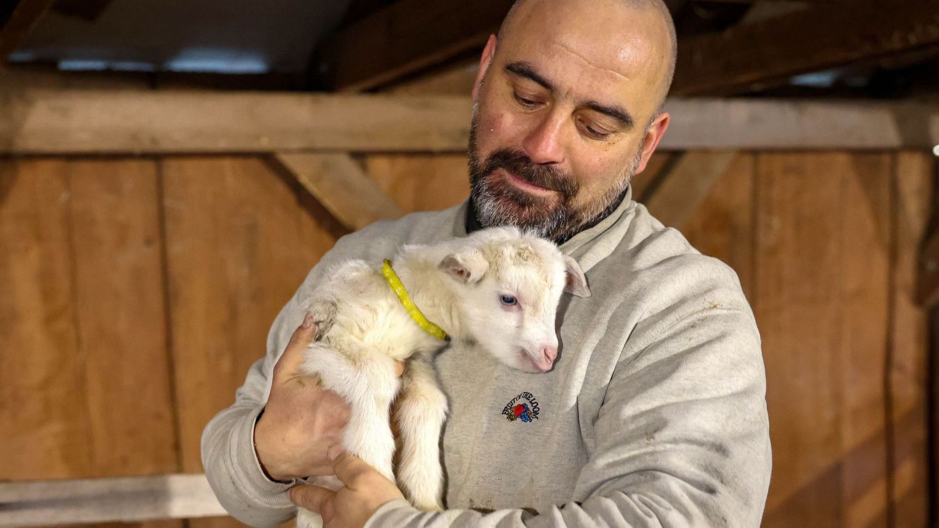 Decsi hegyen megszülettek a kis kecskegidák